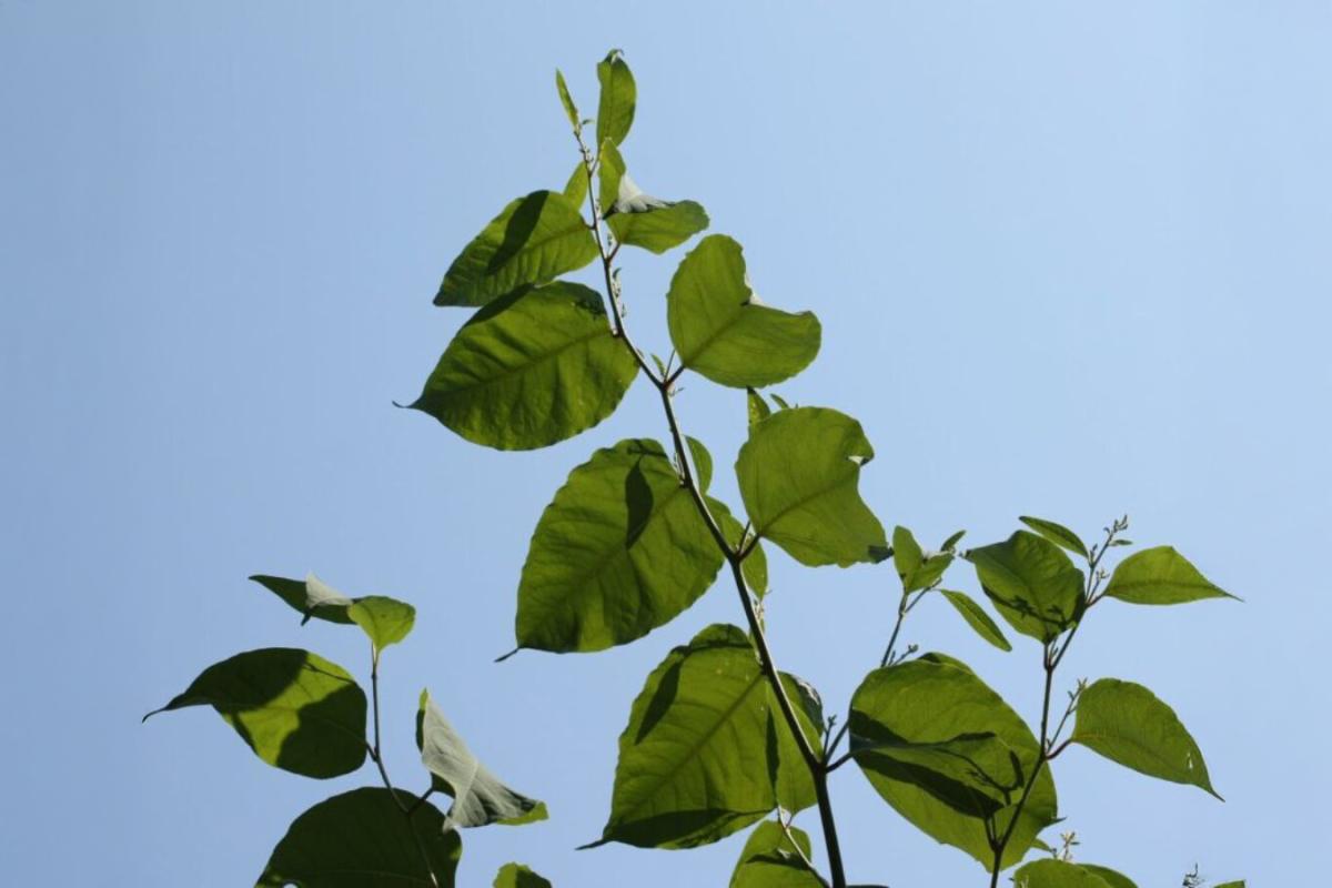 Trinity Western Professor Honoured for Global Leadership in Weed ...